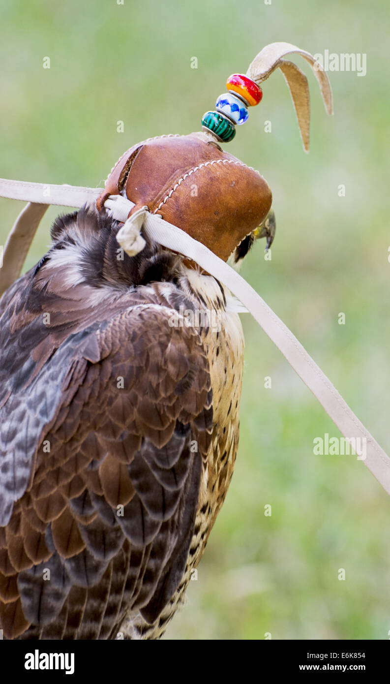 The Lanner falcon (Falco biarmicus) is a large bird of prey that breeds ...