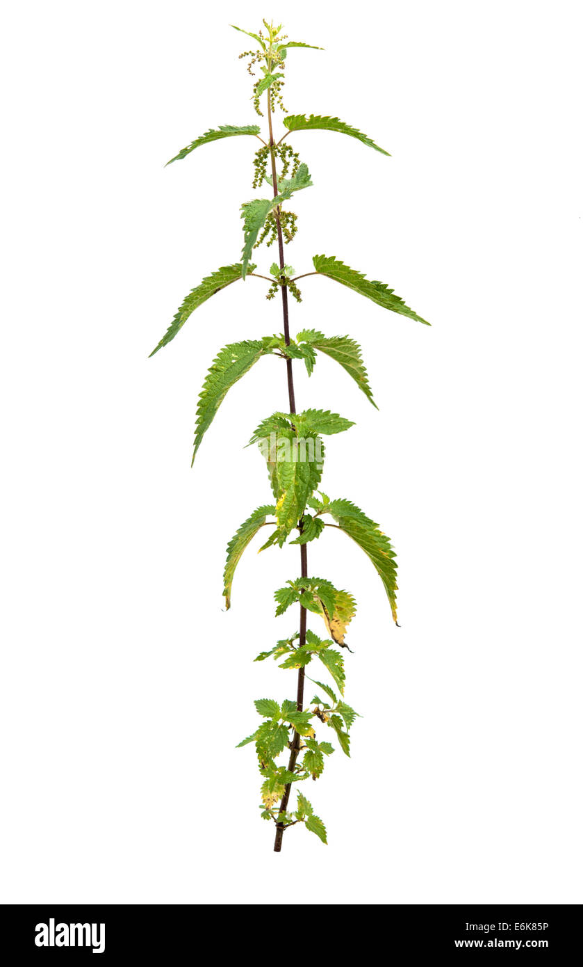 high nettle plant isolated on white Stock Photo - Alamy