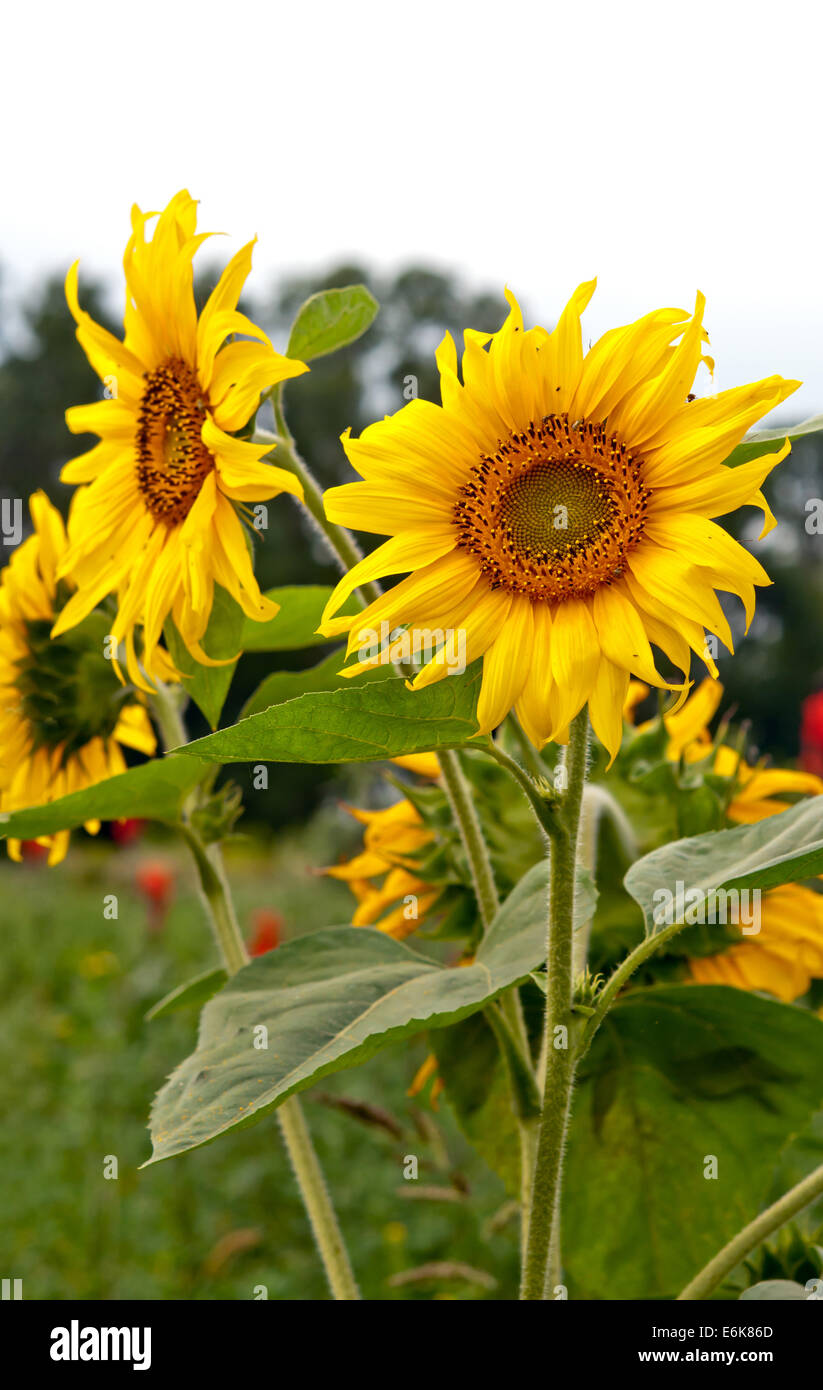 Cluster of sunflowers hi-res stock photography and images - Alamy
