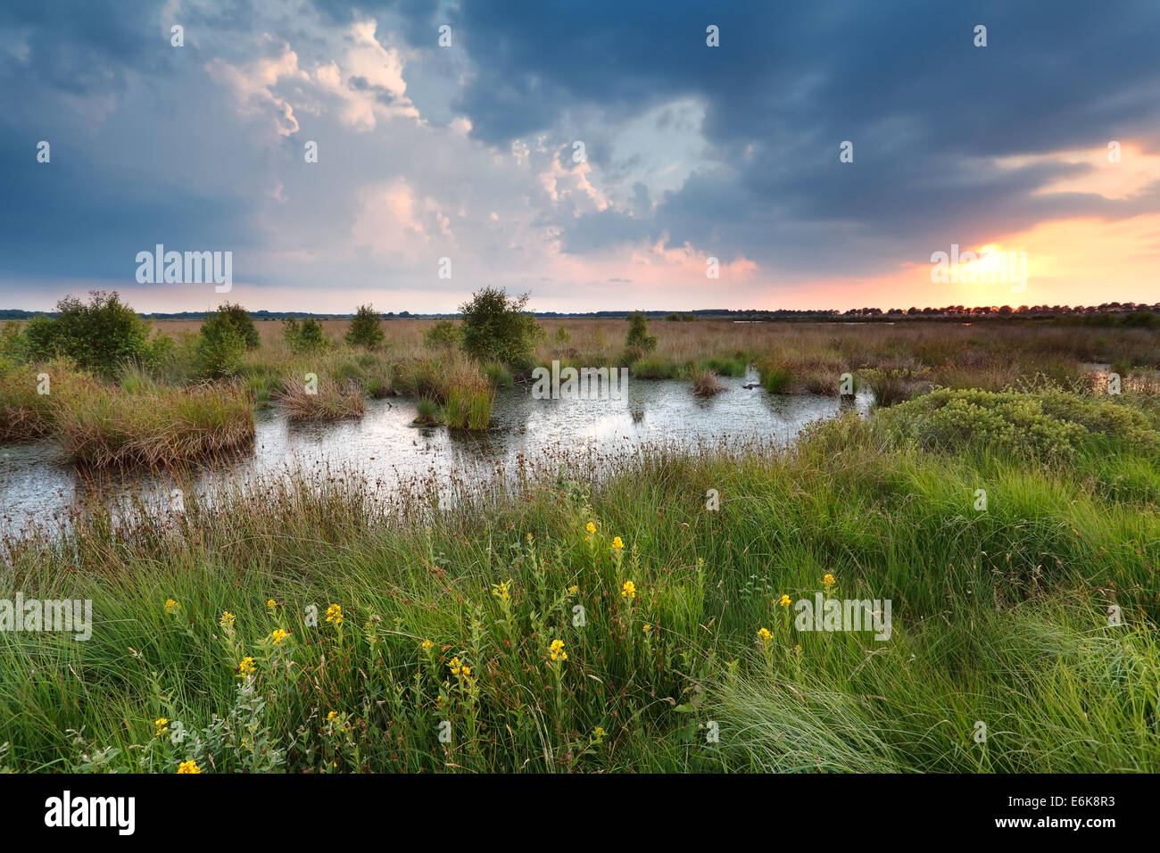 sunset over swamp in summer, Fochteloerveen, Friesland, Netherlands ...