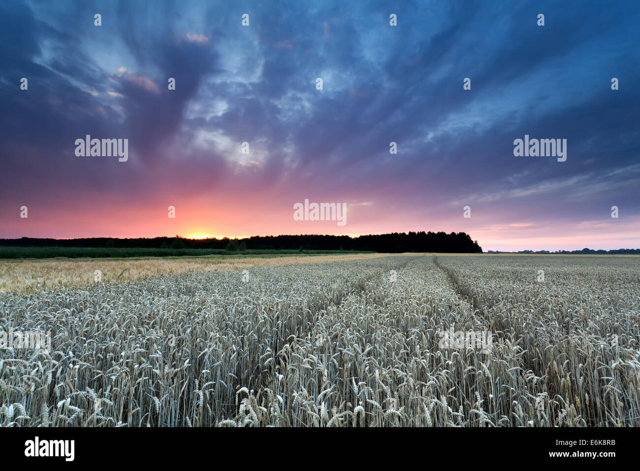 beautiful sunset over wheat field in summer Stock Photo - Alamy