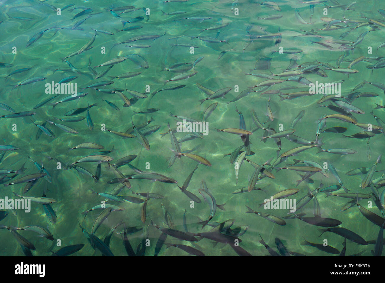 Fish in Ilovik harbour, Ilovik Island Croatia Stock Photo - Alamy