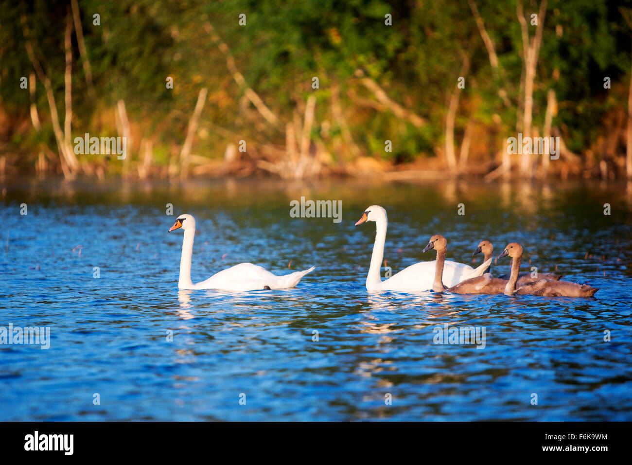 Three young and two white adult swan at lake Stock Photo - Alamy