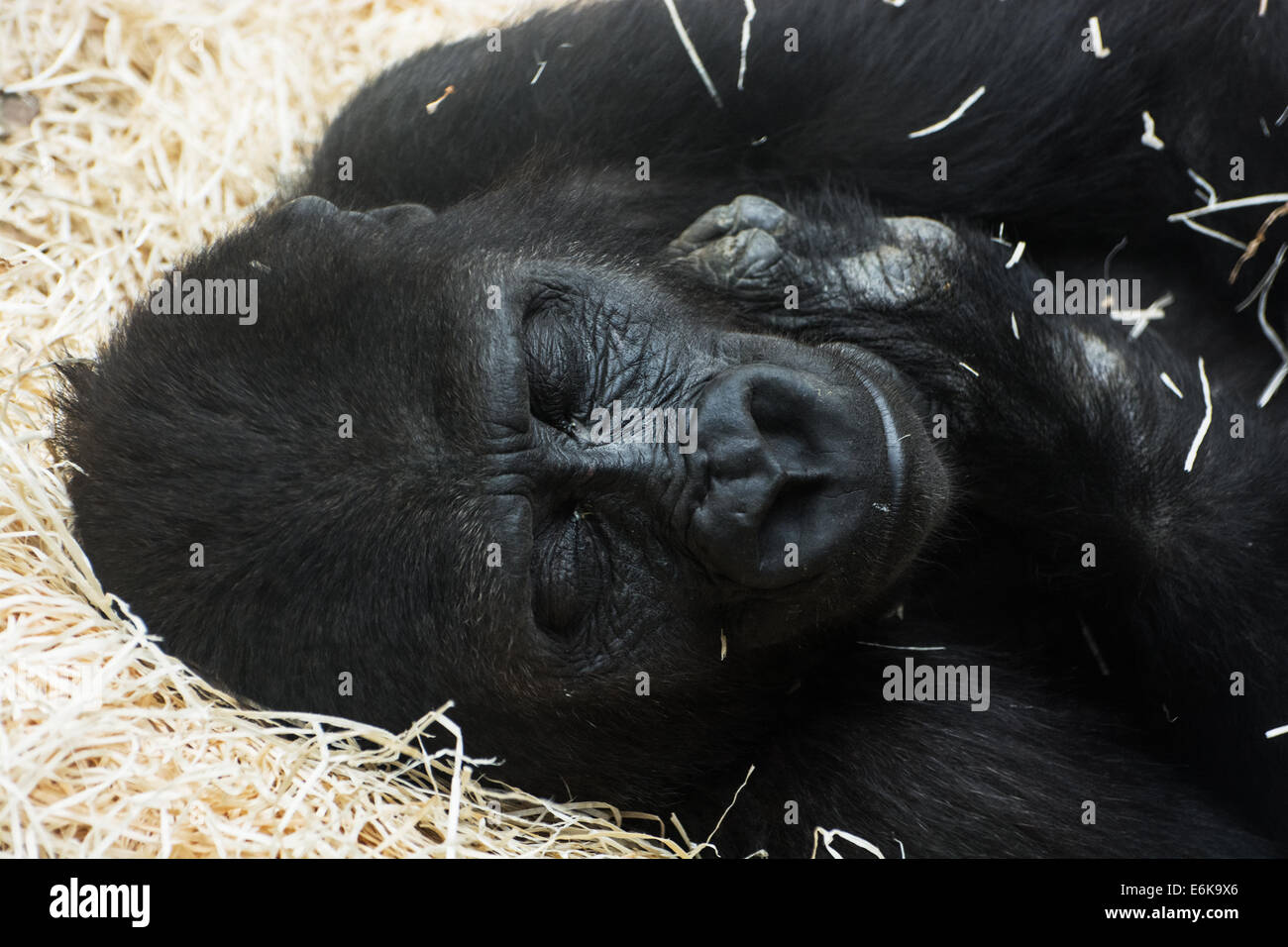 Western lowland gorilla (Gorilla gorilla gorilla) sleeping Stock Photo ...