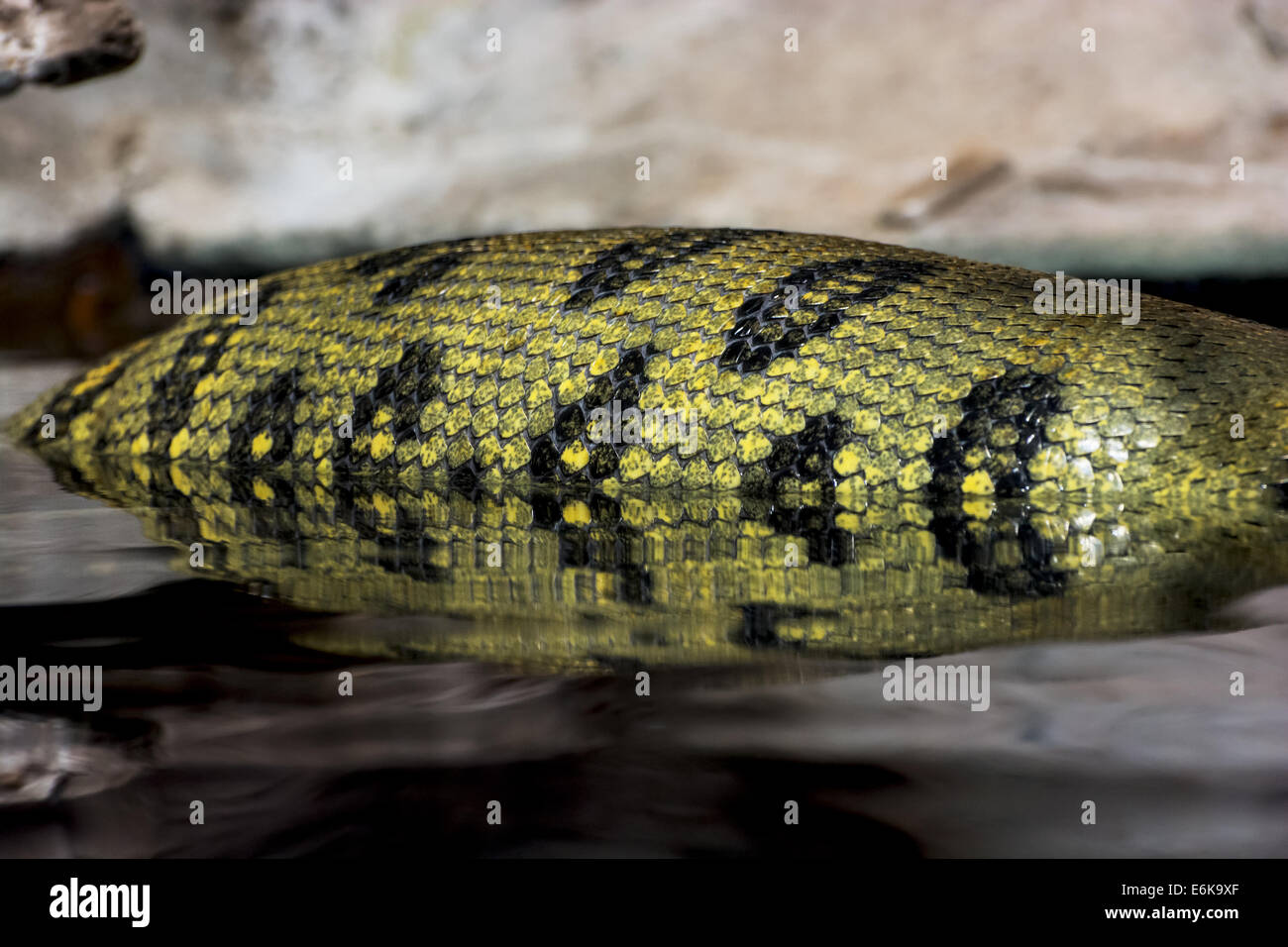 Detail of the Green anaconda (Eunectes murinus) in the water Stock ...