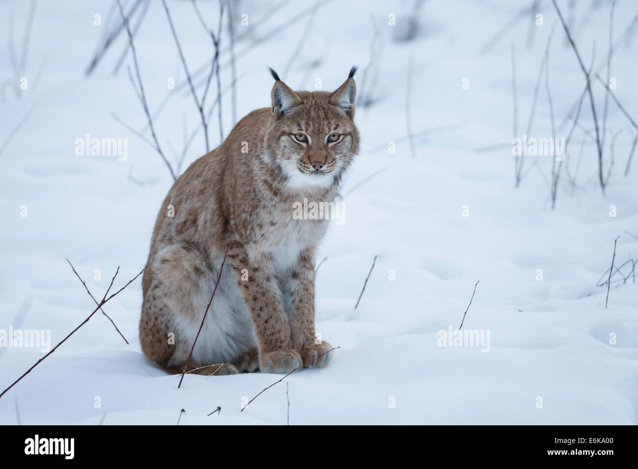 Eurasian lynx Eurasischer Luchs lynx lynx Stock Photo - Alamy