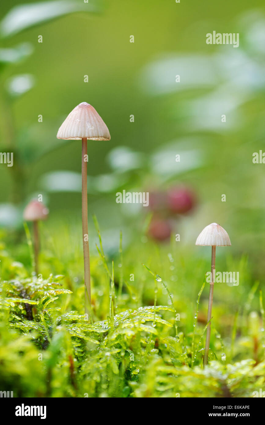 Conocybe hi-res stock photography and images - Alamy
