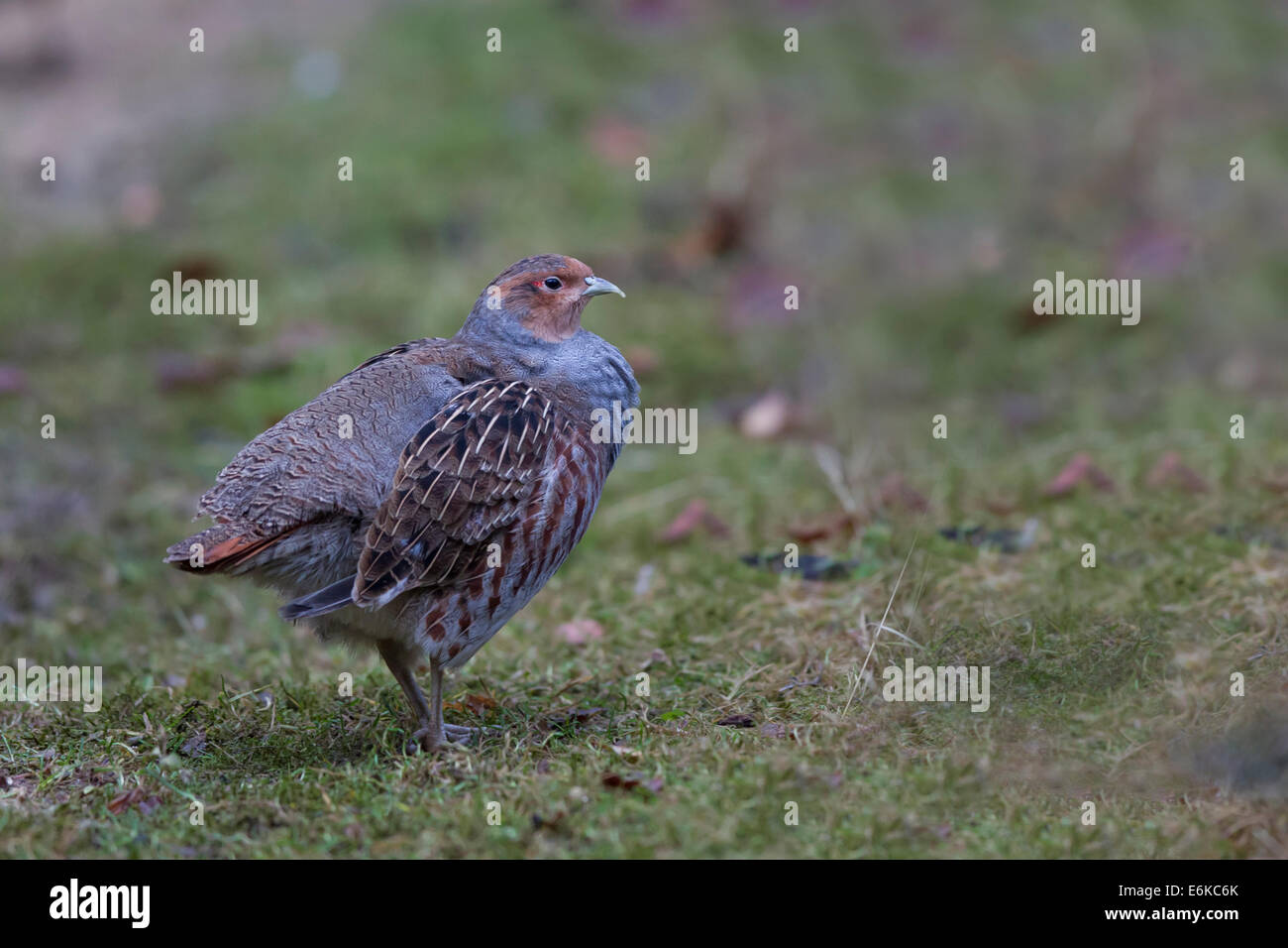 Rebhuhn Perdix perdix English partridge Hungarian Stock Photo - Alamy