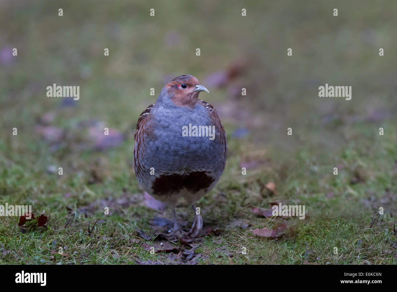 Rebhuhn Perdix perdix English partridge Hungarian Stock Photo - Alamy