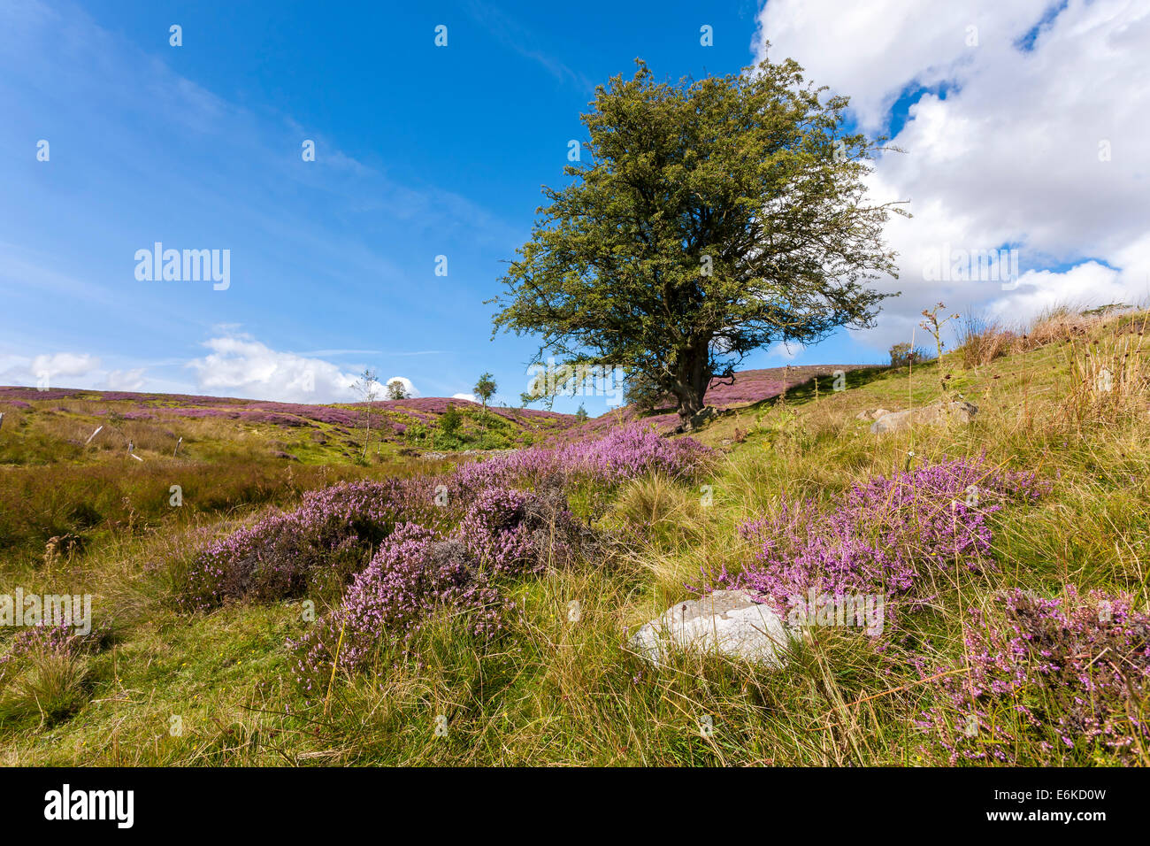 Heather in bloom north yorkshire hi-res stock photography and images ...