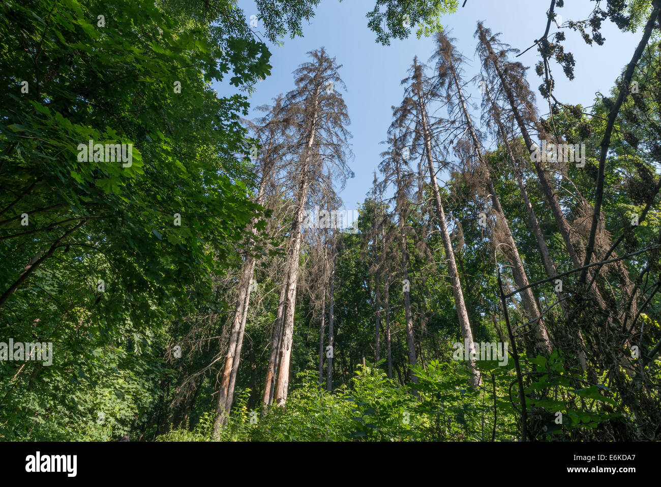 High trees in ukrainian forest with sky Stock Photo - Alamy