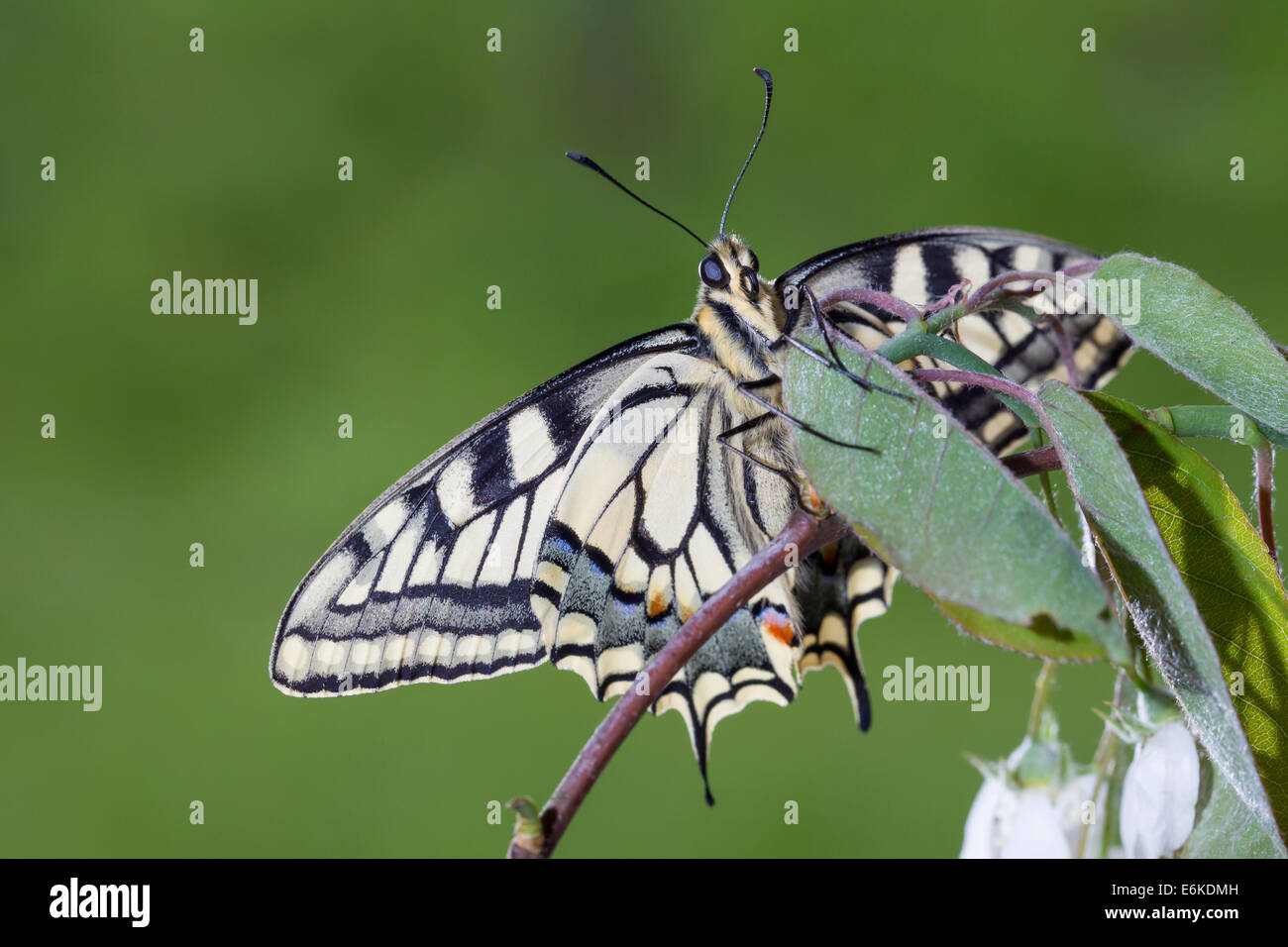 Common Yellow Swallowtail Old World Swallowtail Swallowtail papilio machaon schwalbenschwanz ...