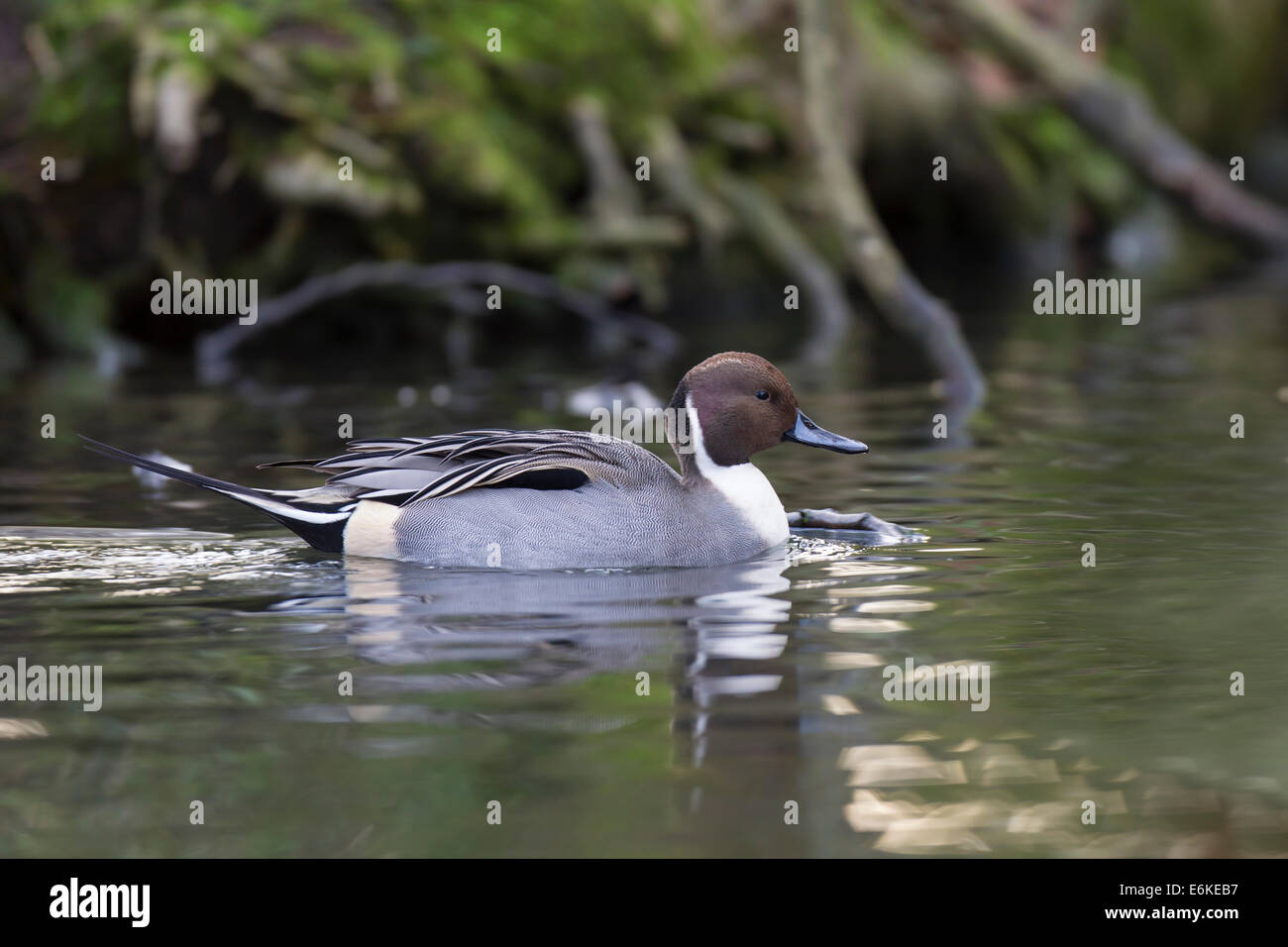 Anas acuta Northern Pintail Spiessente duck Stock Photo - Alamy