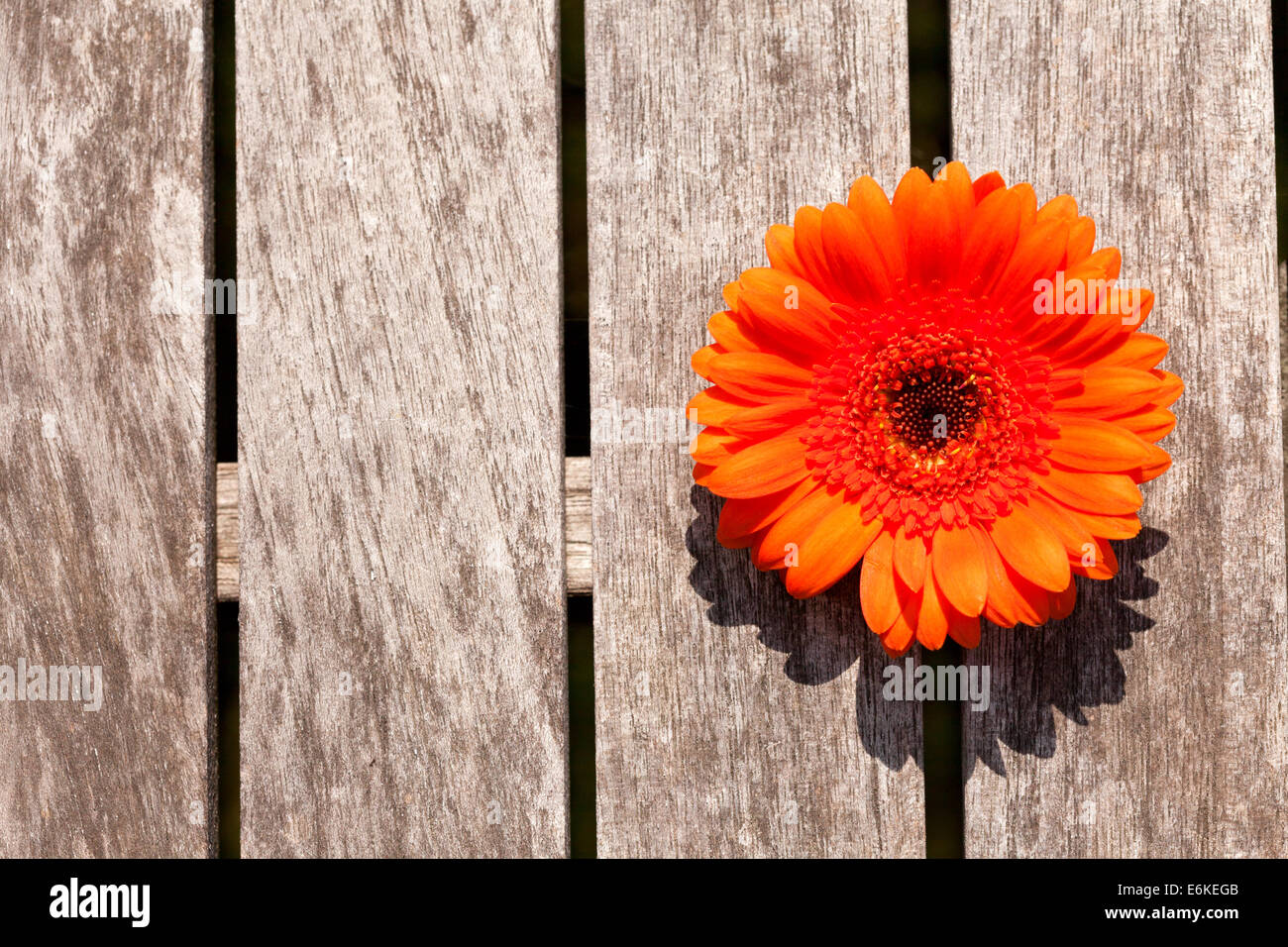 Aster daisy hi-res stock photography and images - Alamy