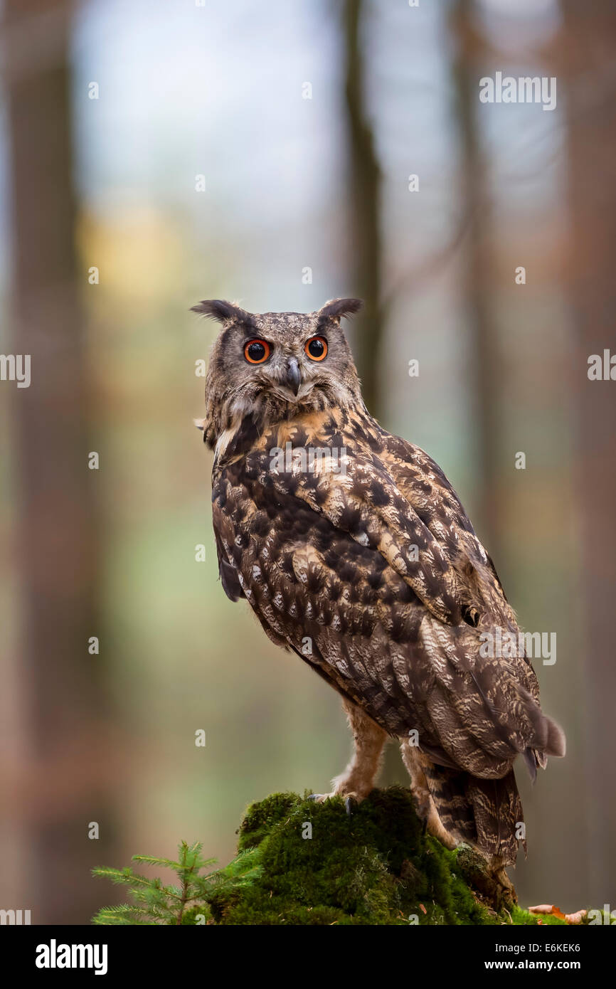 Eurasian Eagle Owl bubo bubo Uhu Eulen Stock Photo - Alamy