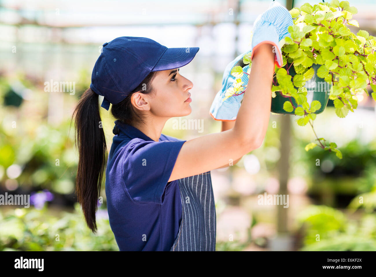 pretty florist checking flowers condition in greenhouse Stock Photo - Alamy