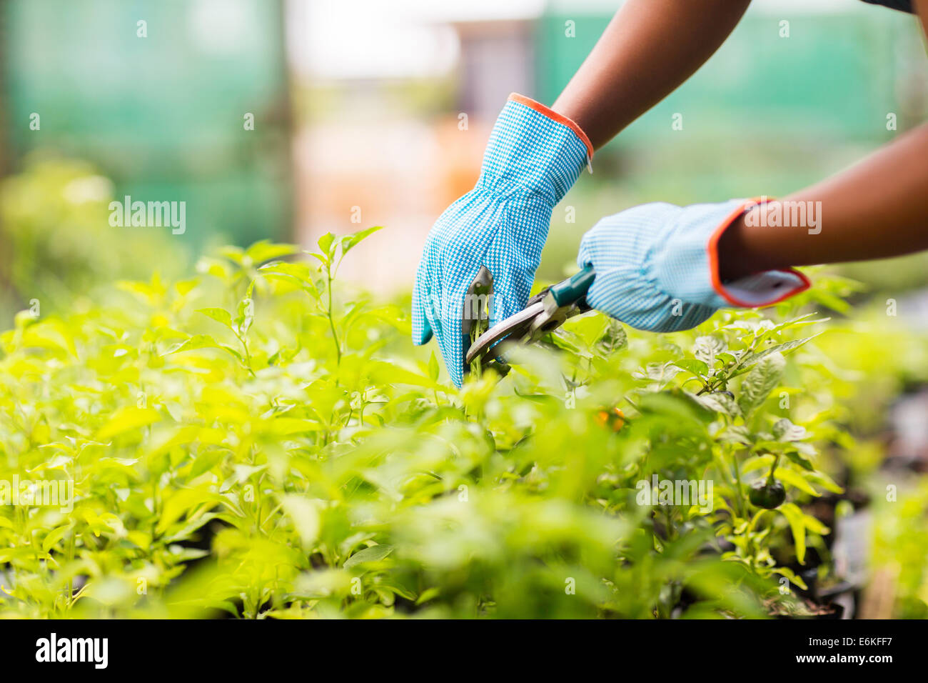gardener trimming plant in garden Stock Photo - Alamy