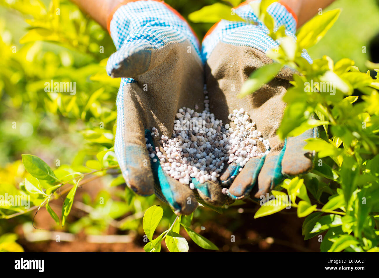 garden fertilizer on gardeners hand Stock Photo - Alamy