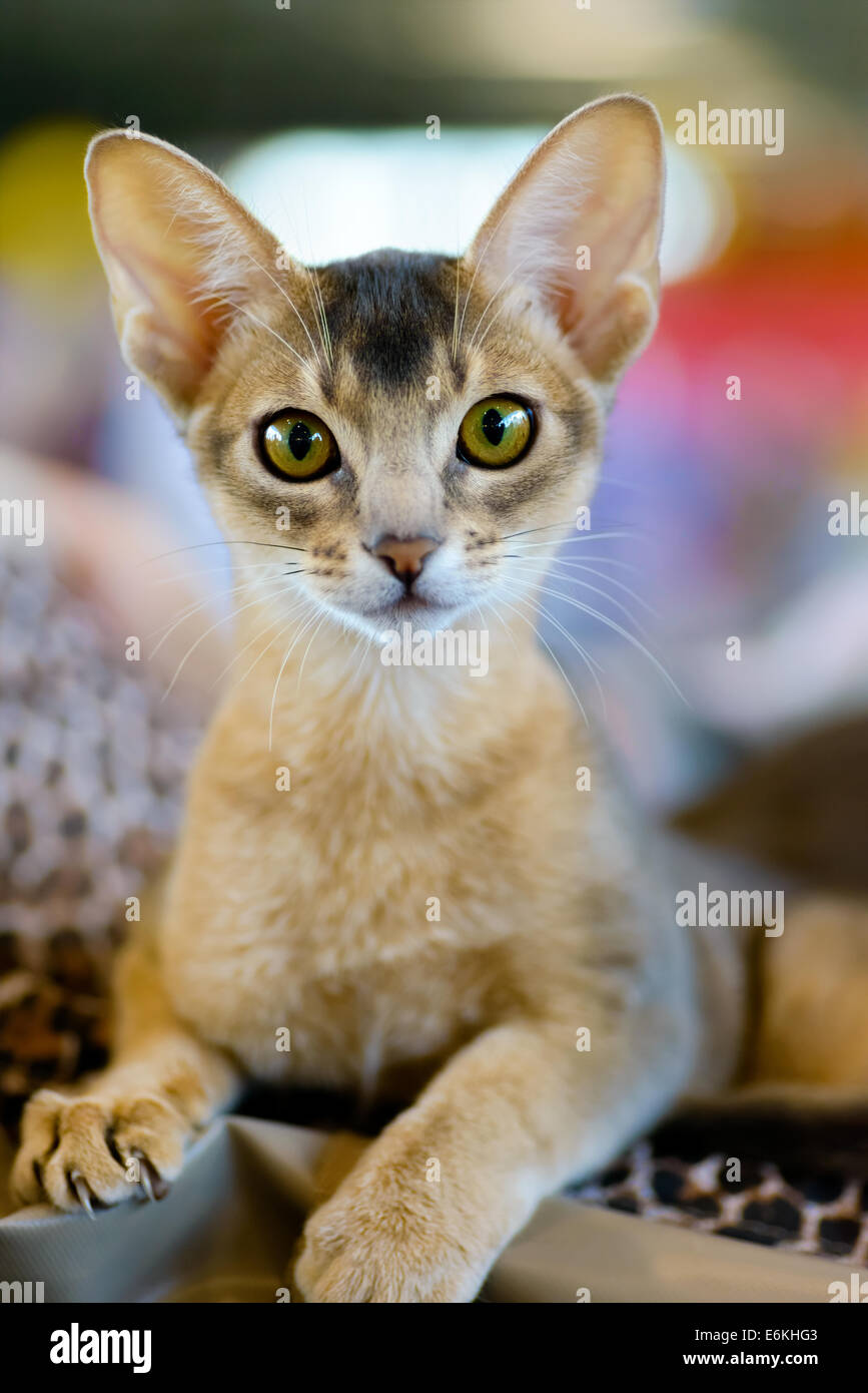 Abyssinian hi-res stock photography and images - Alamy