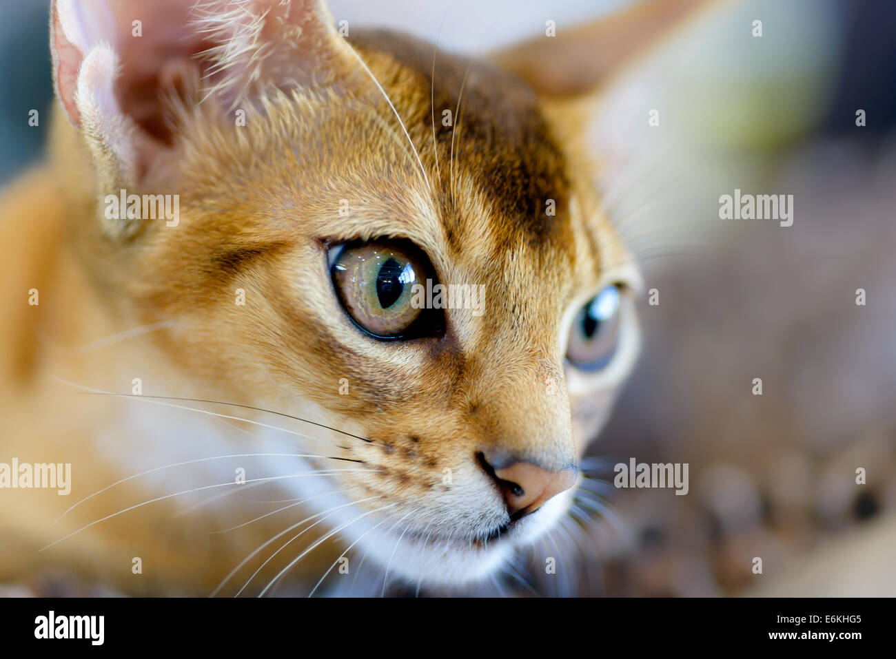 Abyssinian hi-res stock photography and images - Alamy