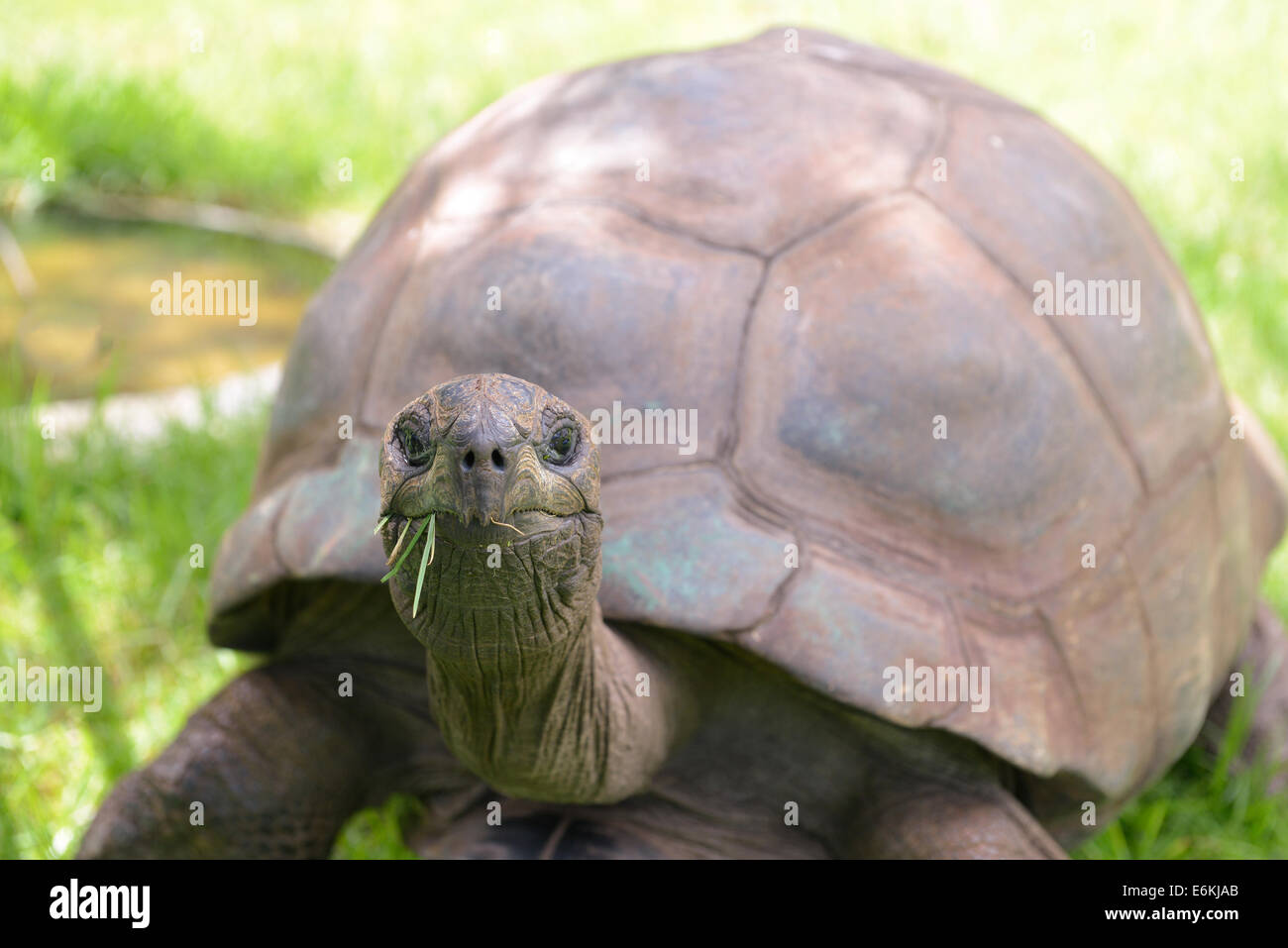 Jonathan the Giant Tortoise on St Helena Island . One of the oldest ...