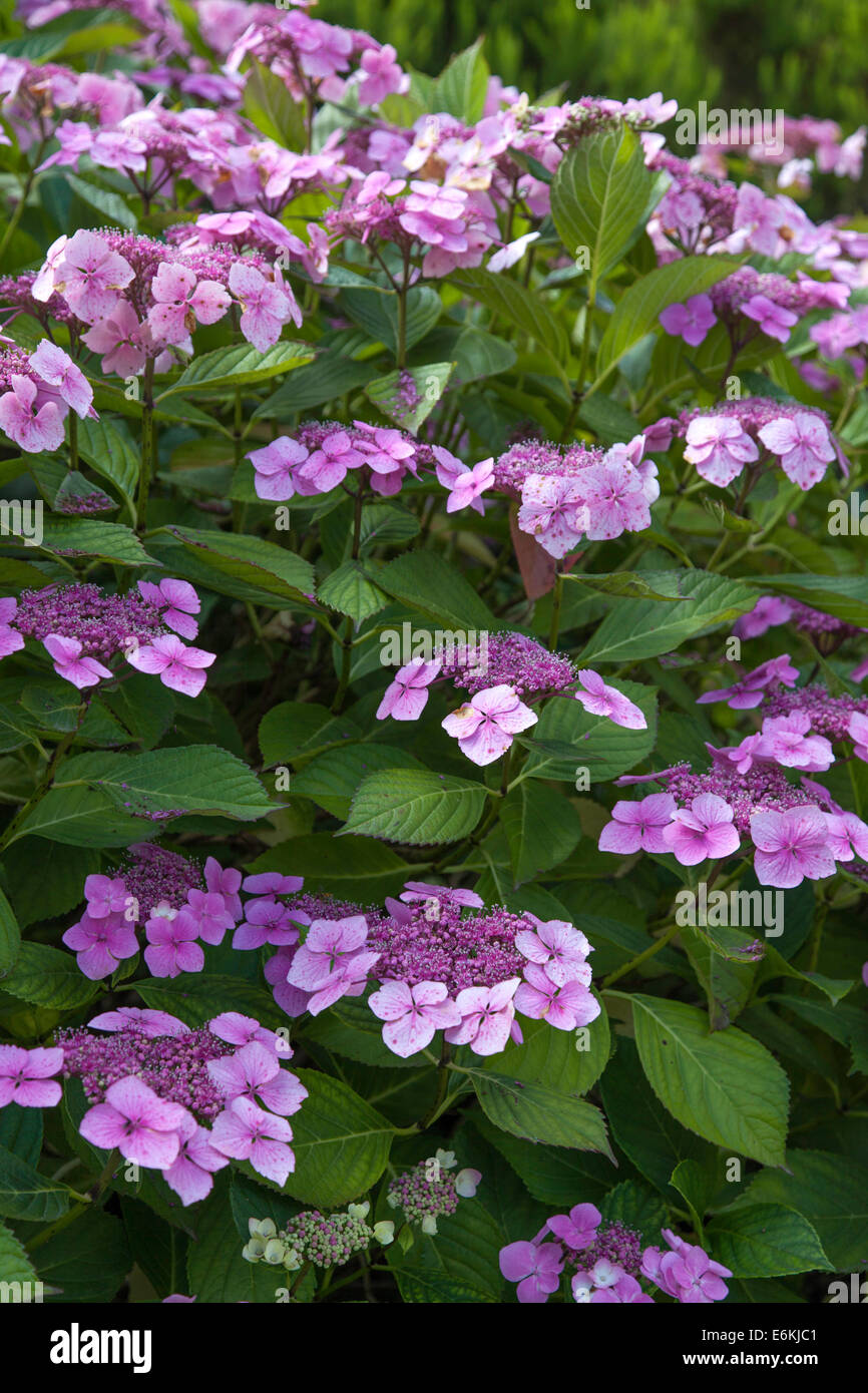 Purple Hydrangeas Hydrangea Stock Photo - Alamy