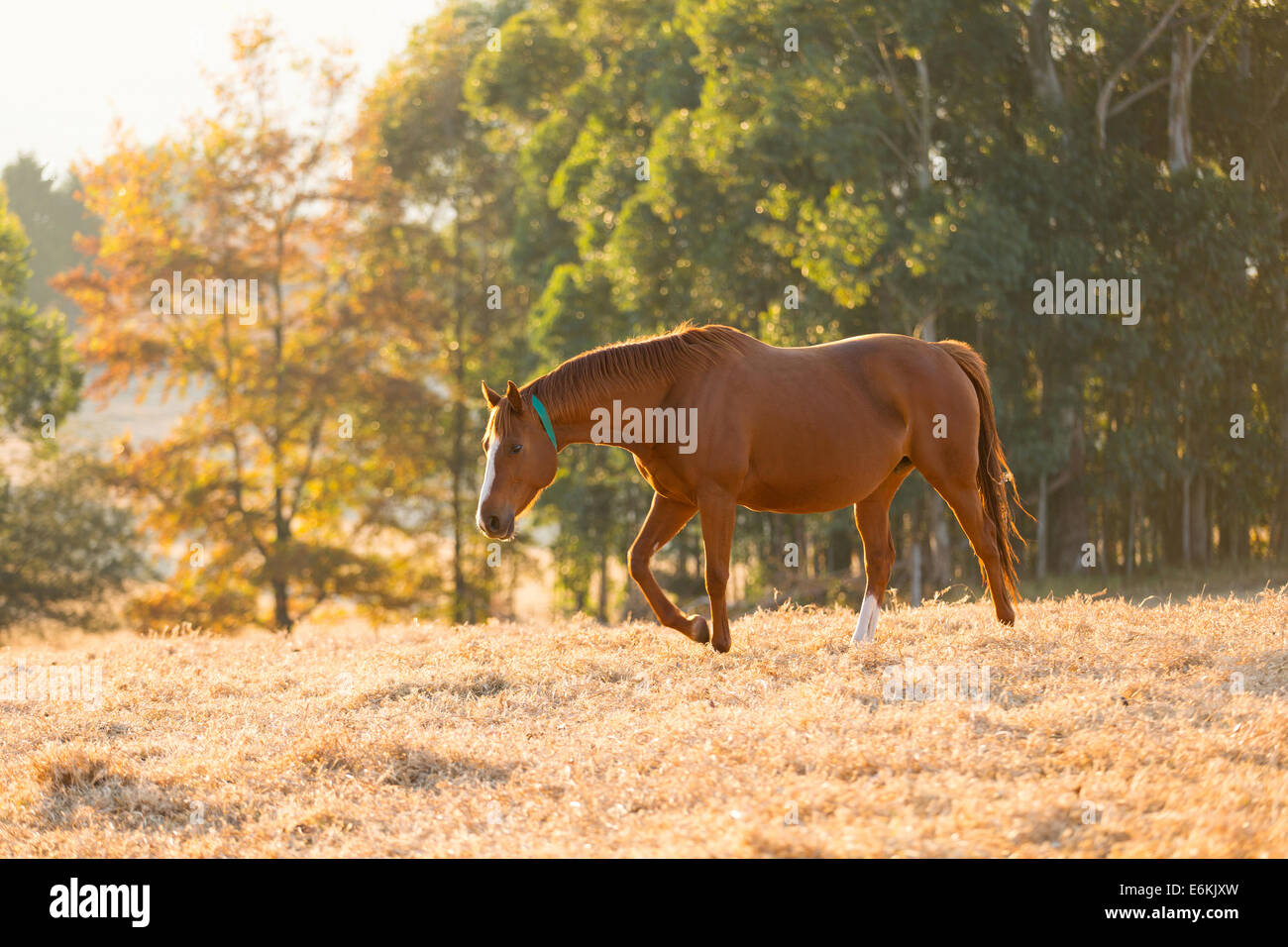 farm horse in the field Stock Photo - Alamy