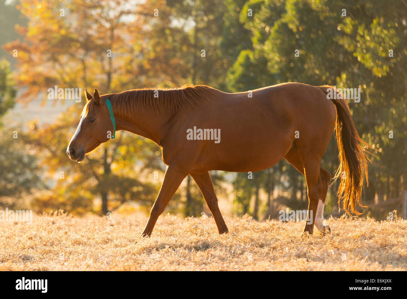 beautiful horse in the autumn field Stock Photo - Alamy