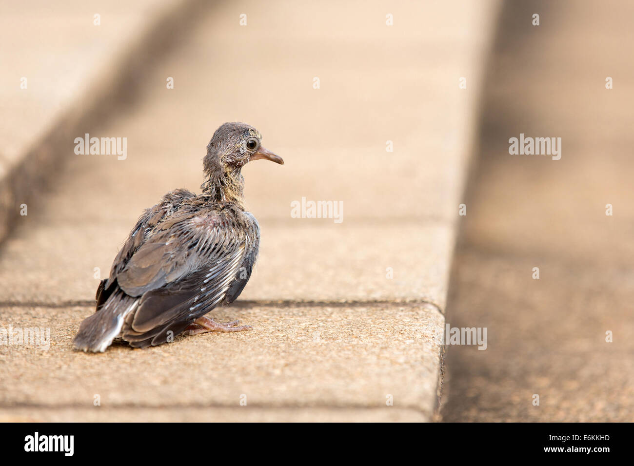 New concrete steps hi-res stock photography and images - Alamy