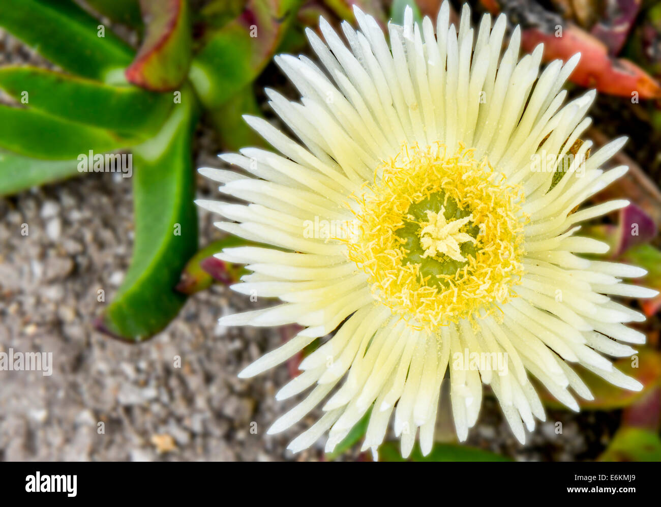 St Helena south Atlantic Ocean Common flower found on cliff walks ...
