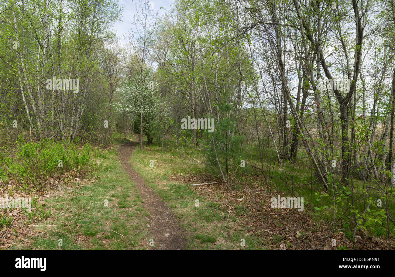 Path + Trees Stock Photo - Alamy