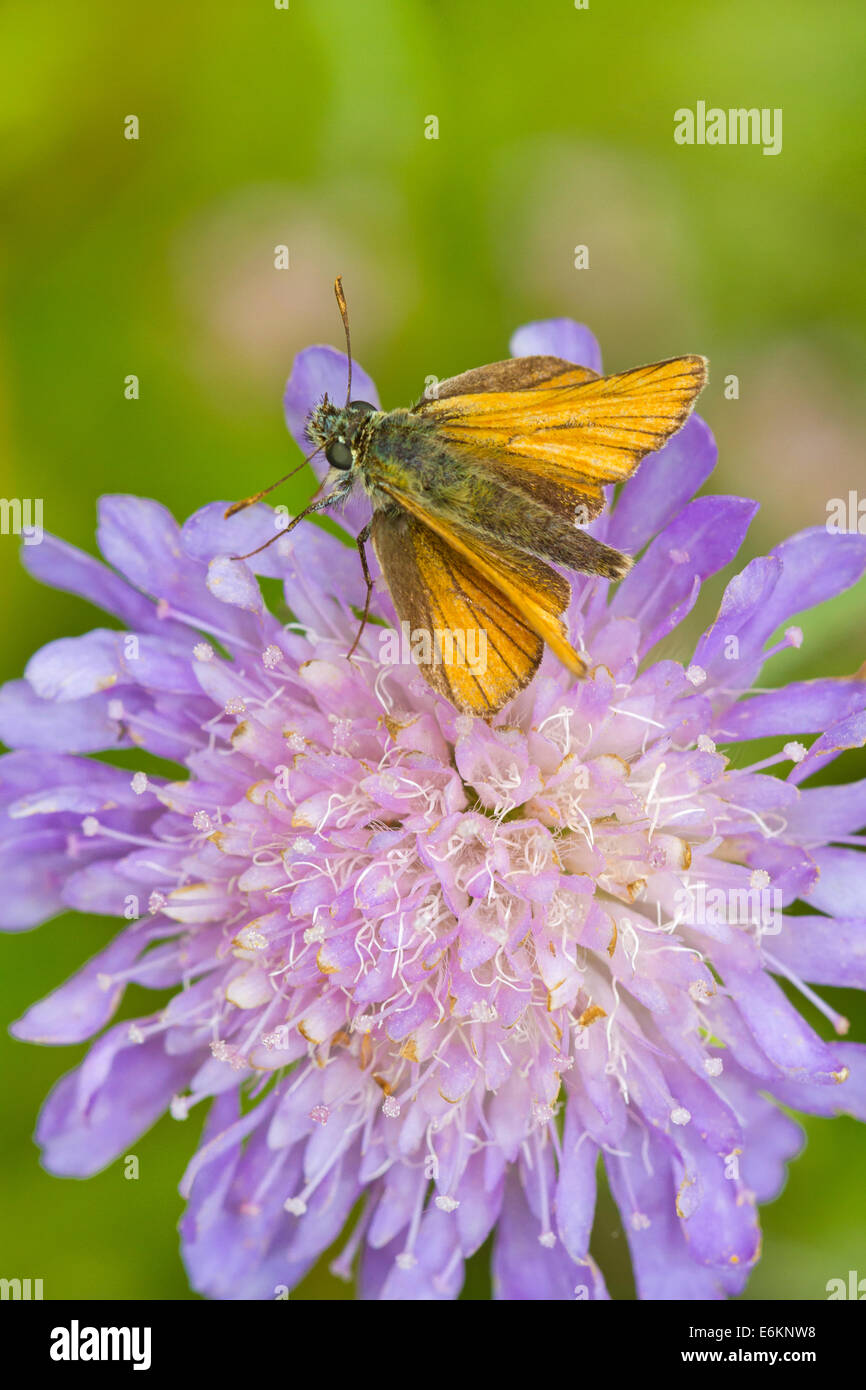 Female Small Skipper feeding on small scabious Stock Photo - Alamy