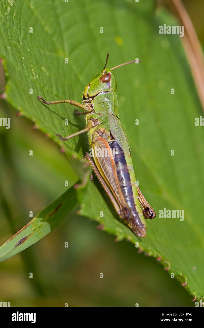Flying grasshopper hi-res stock photography and images - Alamy