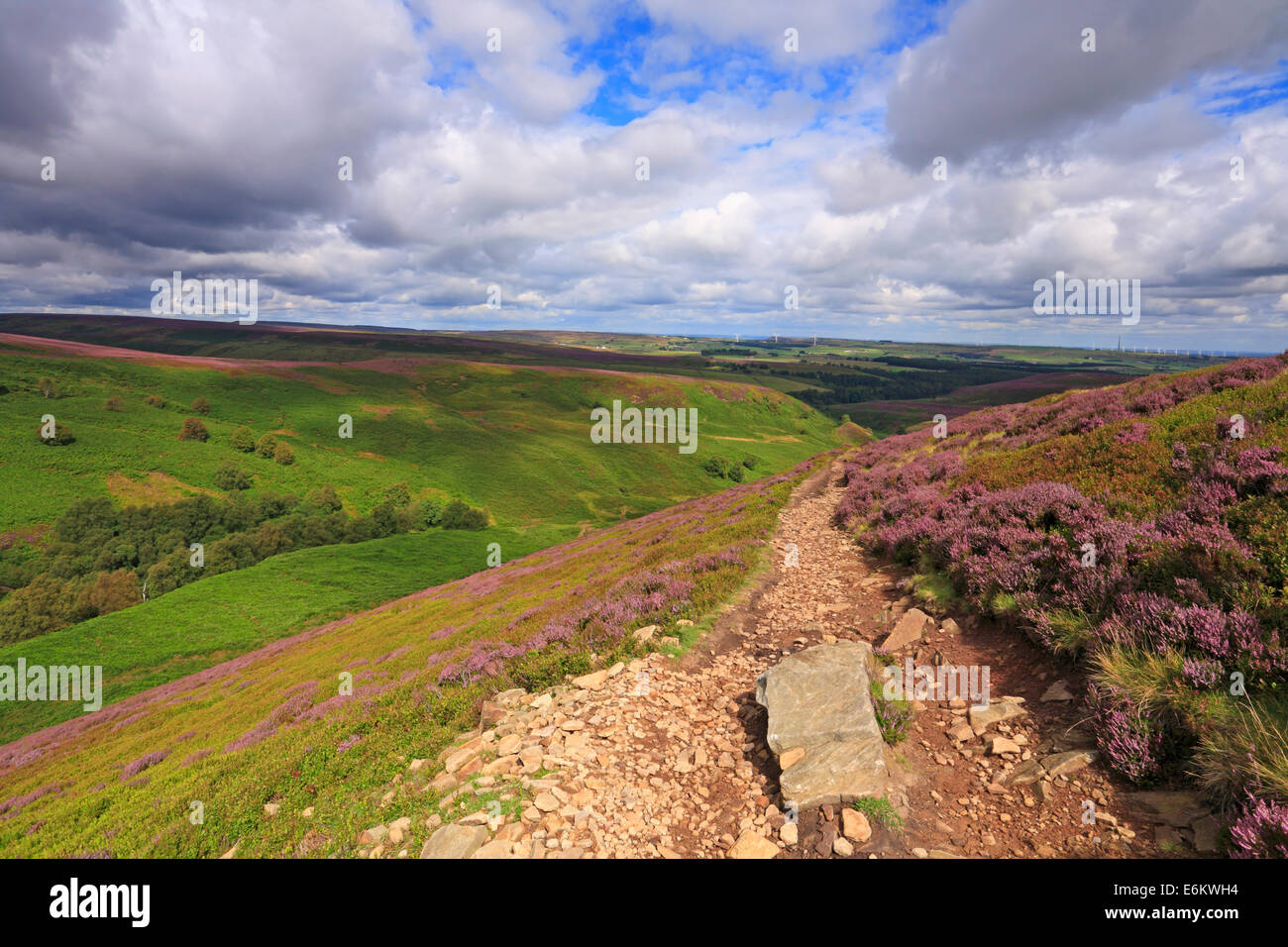Heather on Cut Gate Path, Midhope Moors, Langsett, Peak District ...