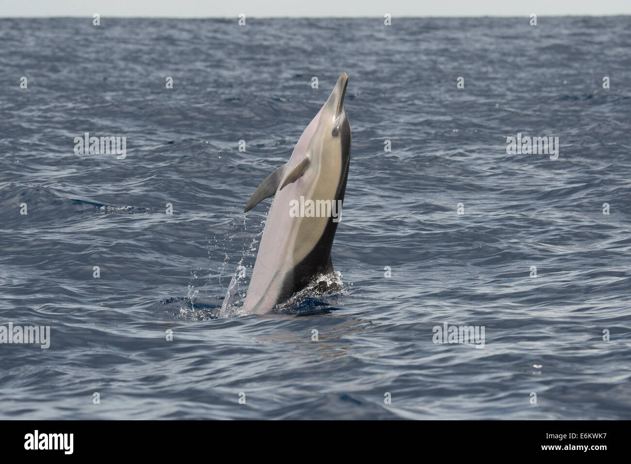 Short-beaked Common Dolphin, Delphinus delphis, back-flip, Azores, Atlantic Ocean Stock Photo ...