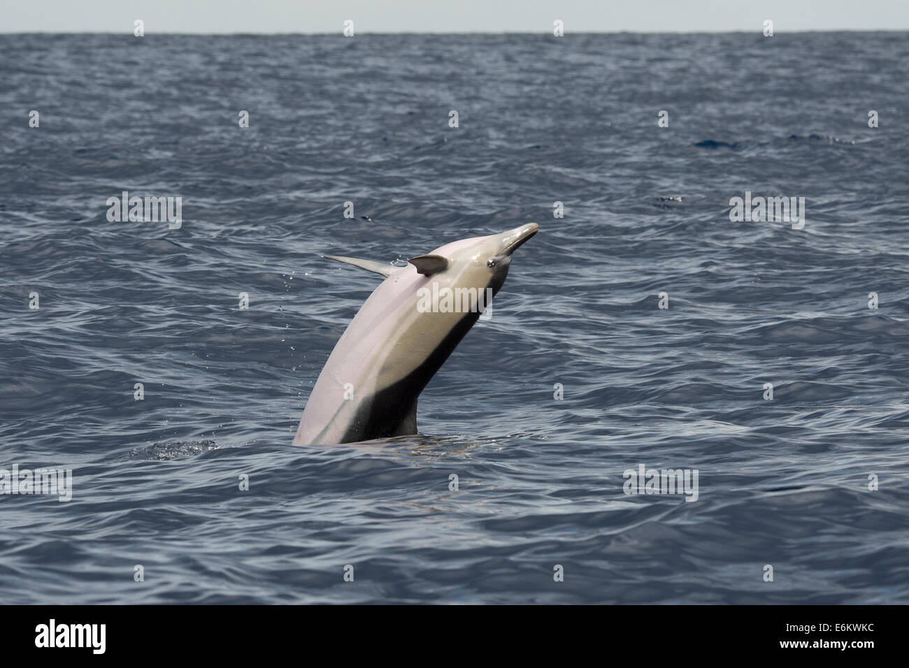 Short-beaked Common Dolphin, Delphinus delphis, back-flip, Azores, Atlantic Ocean Stock Photo ...