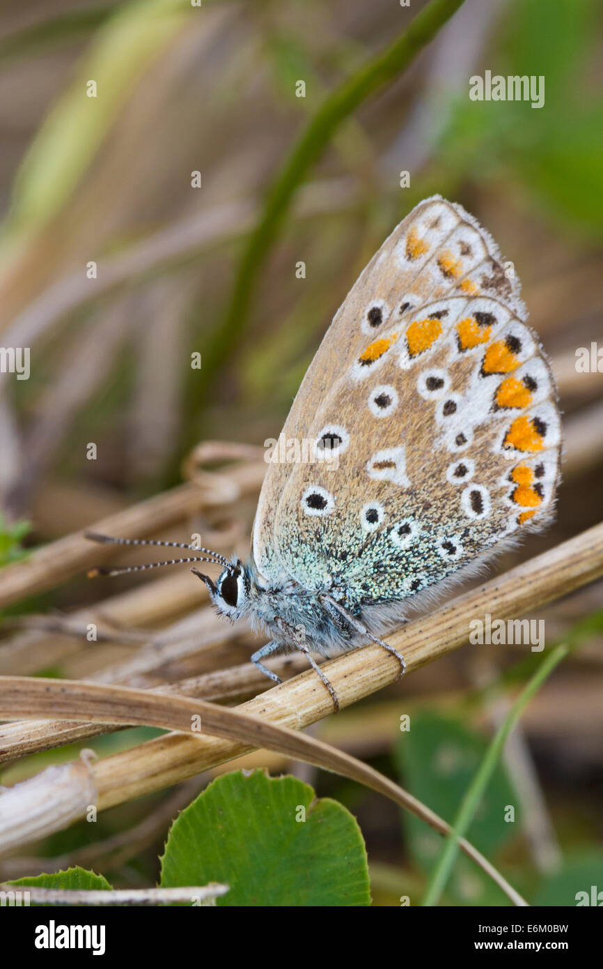 Male common blue butterflies hi-res stock photography and images - Alamy
