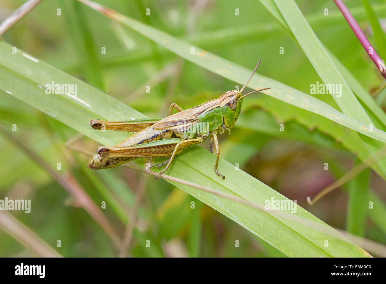 Flying grasshopper hi-res stock photography and images - Alamy