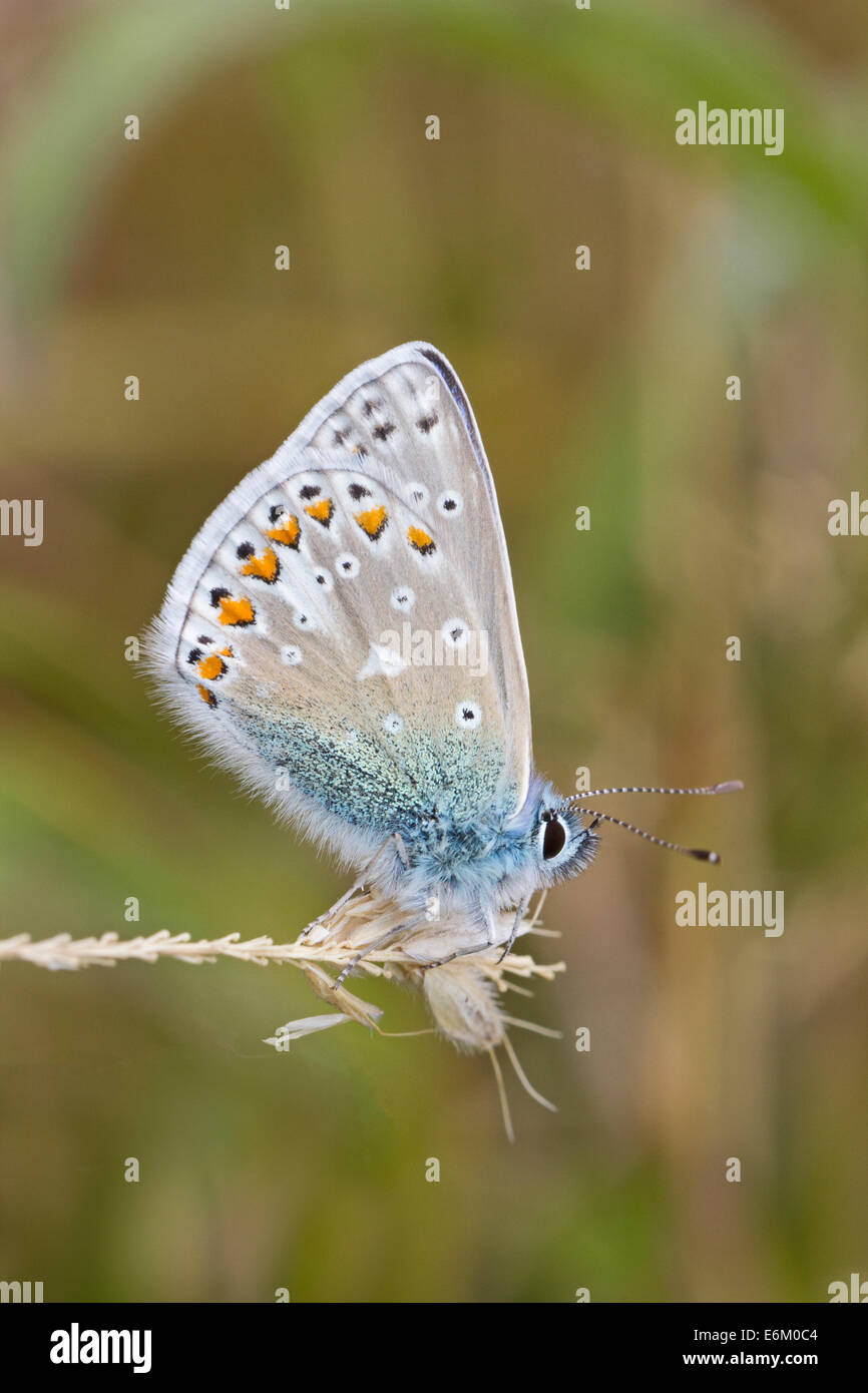 Male Common Blue Stock Photo - Alamy