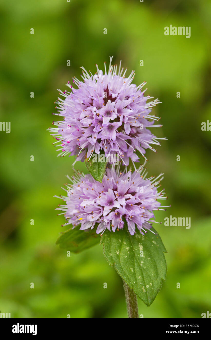 Water Mint (Mentha aquatica Stock Photo - Alamy
