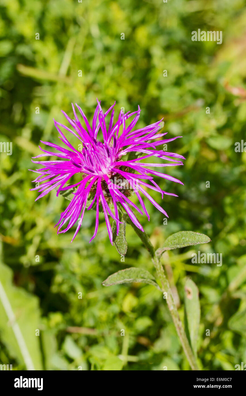 Knapweed hi-res stock photography and images - Alamy