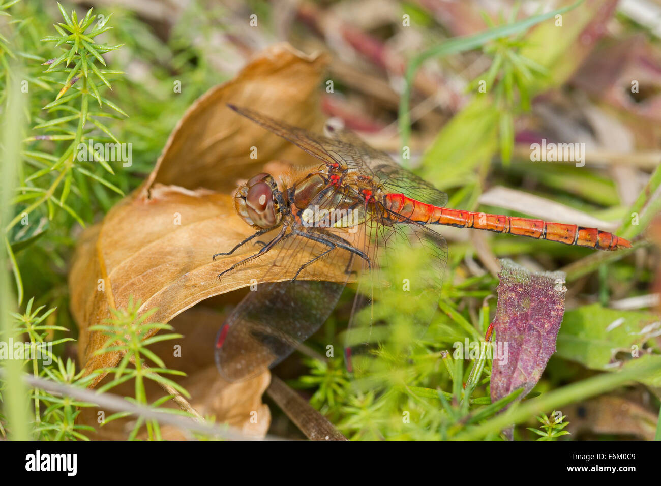 Male common darter on hi-res stock photography and images - Alamy