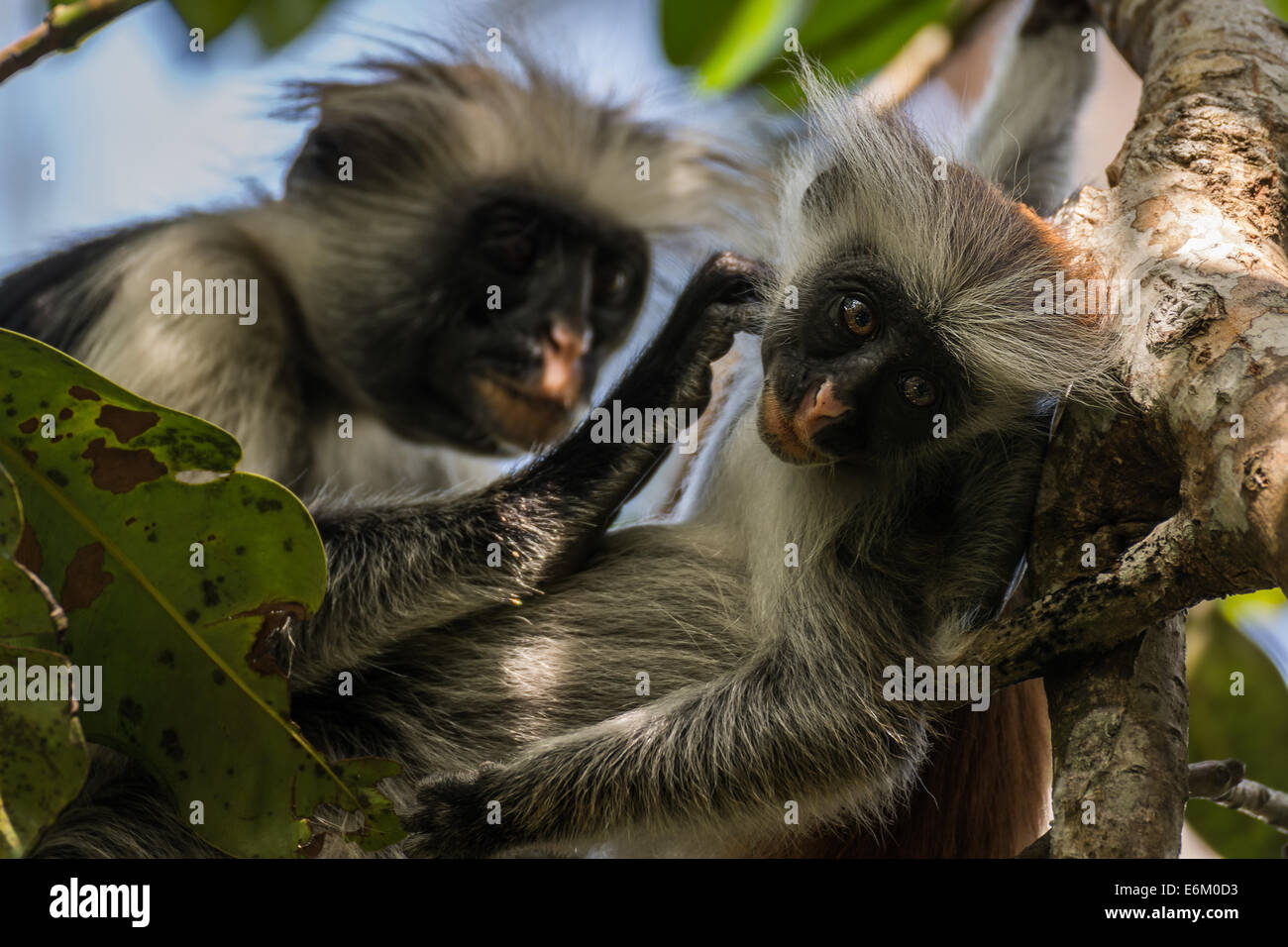 Colubus High Resolution Stock Photography and Images - Alamy
