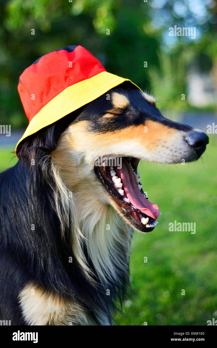 Hunde an land hi-res stock photography and images - Alamy