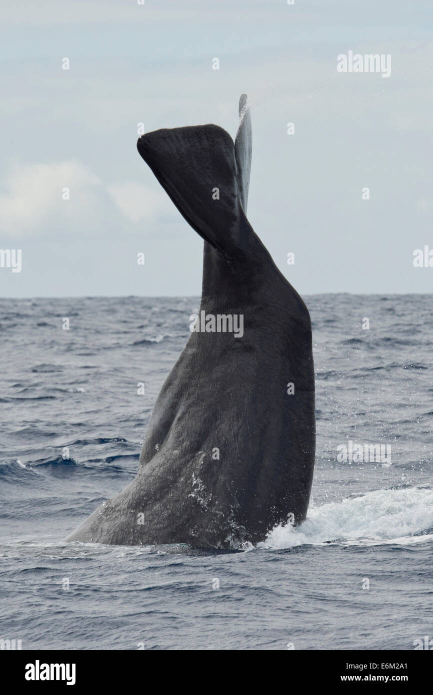 Cachalote physeter macrocephalus hi-res stock photography and images ...