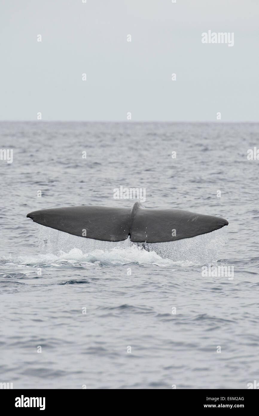 Cachalote physeter macrocephalus hi-res stock photography and images - Alamy