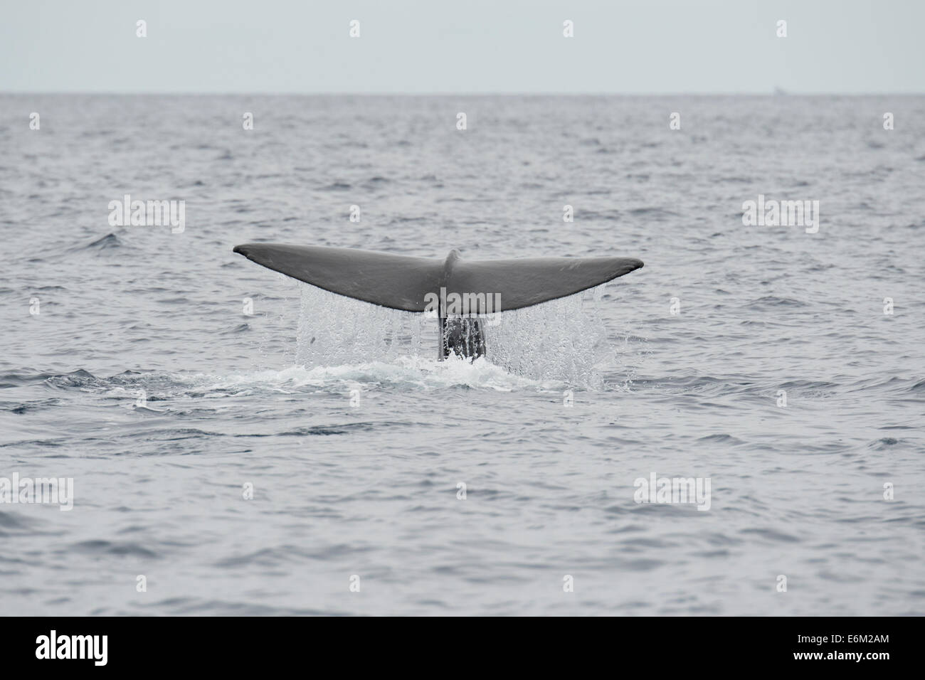 Cachalote physeter macrocephalus hi-res stock photography and images ...