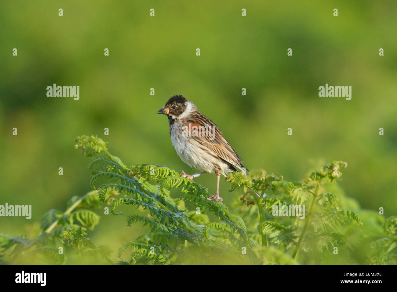 Female Reed Bunting Perched High Resolution Stock Photography and ...