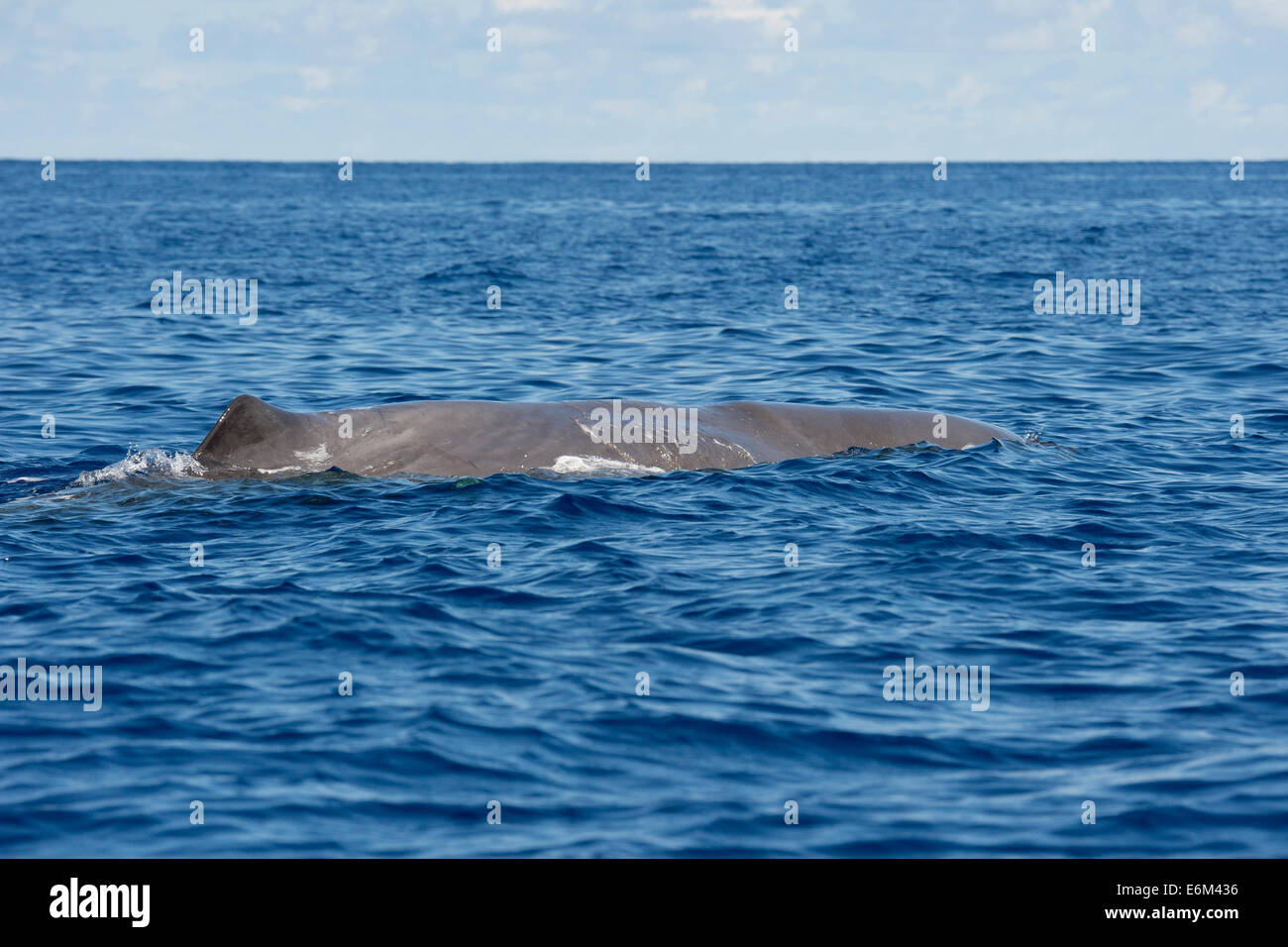 Sperm Whale, Physeter macrocephalus, floating at the surface. Azores, Atlantic Ocean Stock Photo ...