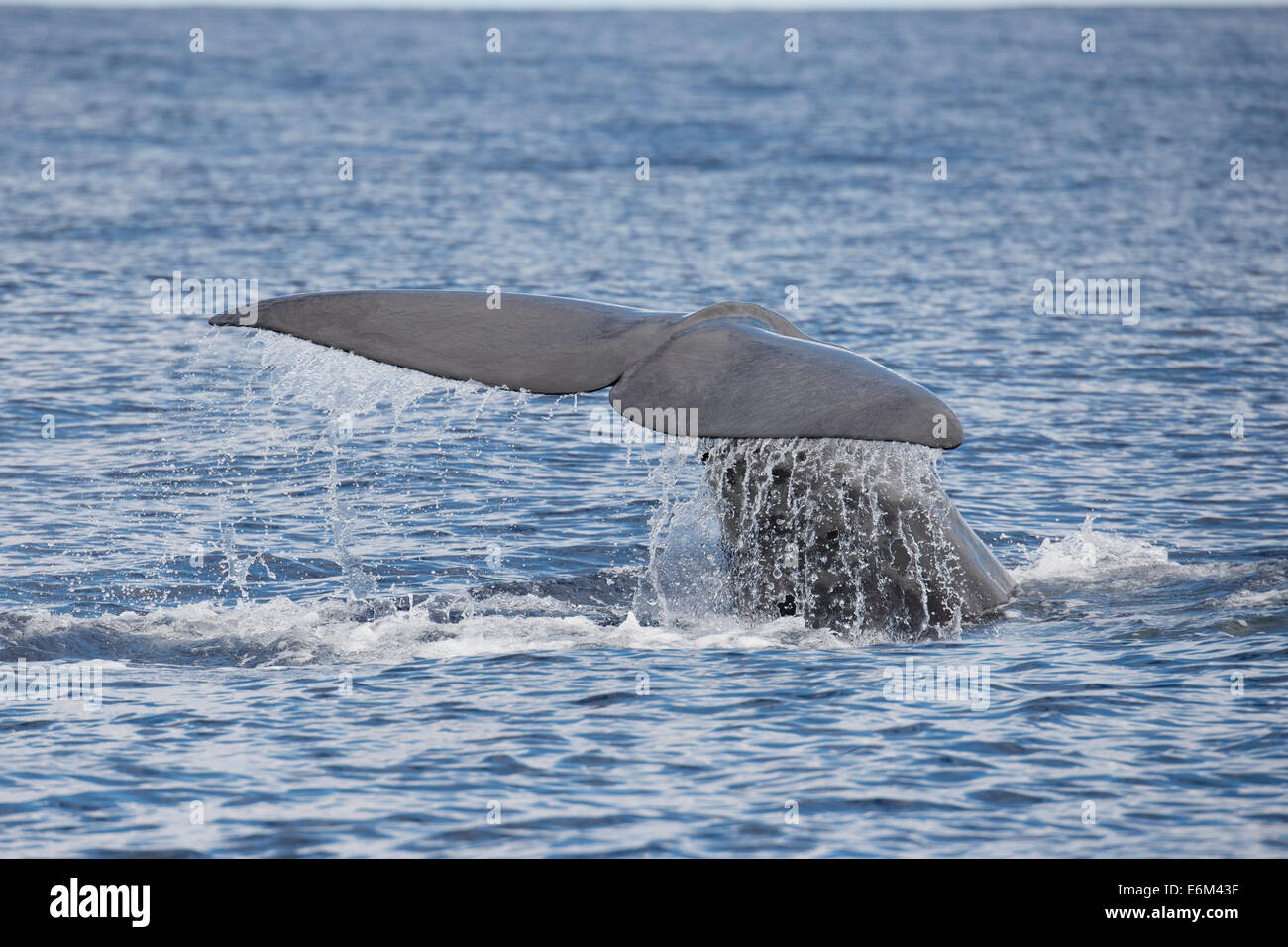 Fluking High Resolution Stock Photography and Images - Alamy